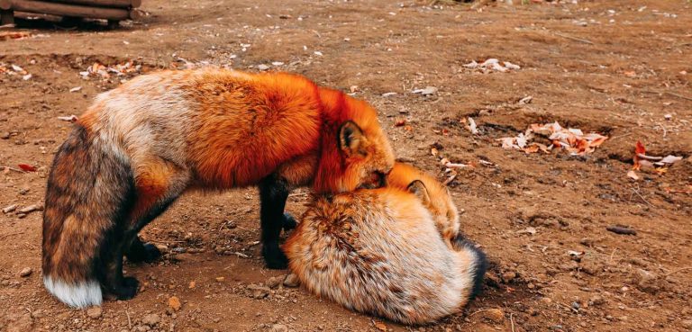 Fluffiest Place on Earth: Miyagi Zao Fox Village (Travel Guide)