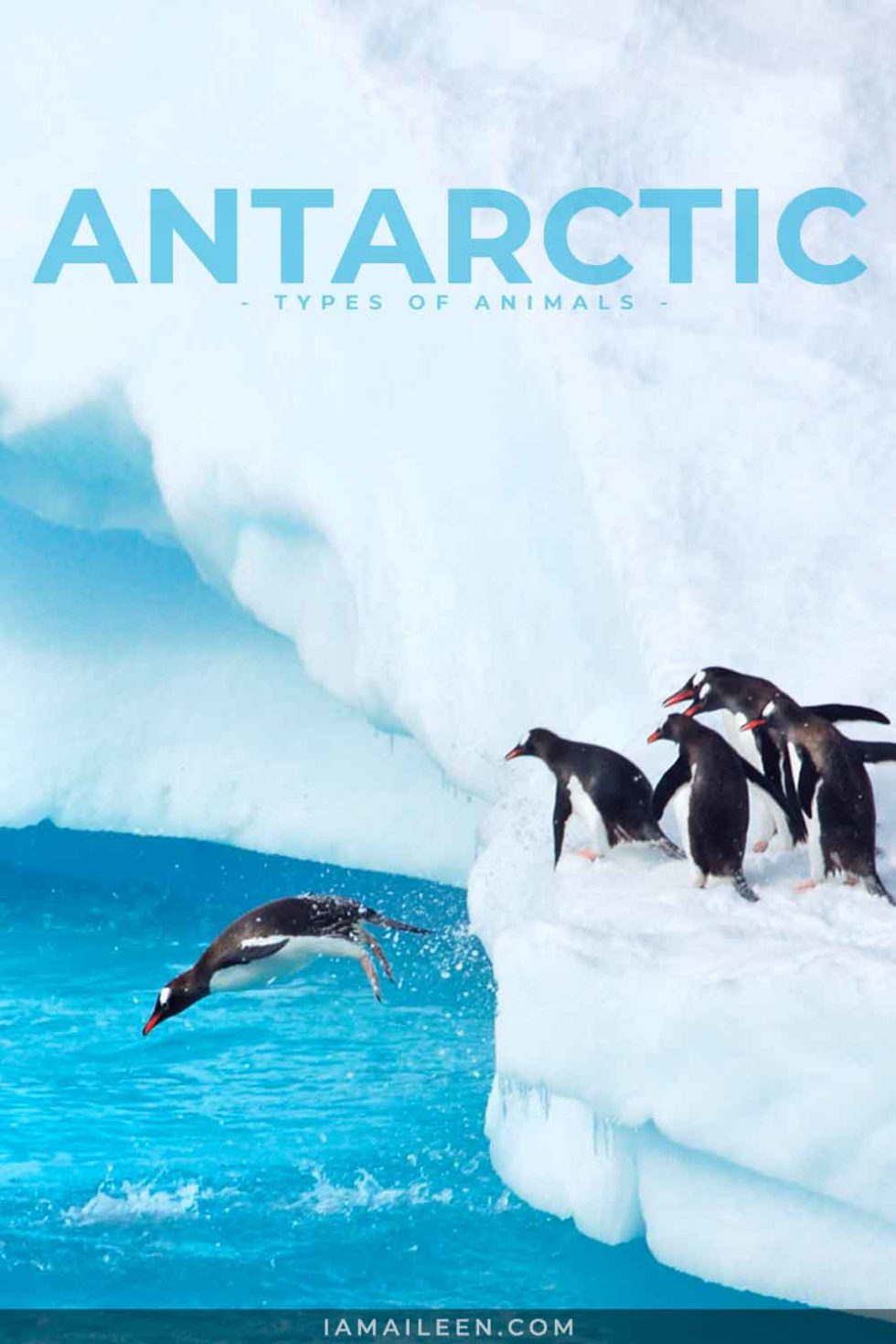Antarctic Animals: Wildlife to Spot During an Antarctica Cruise