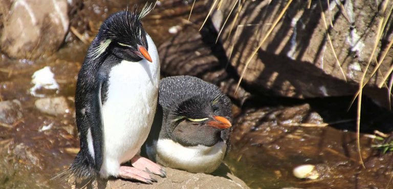 Antarctic Animals: Wildlife to Spot During an Antarctica Cruise