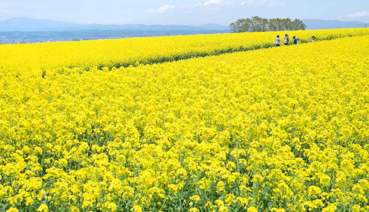 Spring Flowers in Japan: When & Where to Go (Top Tips)