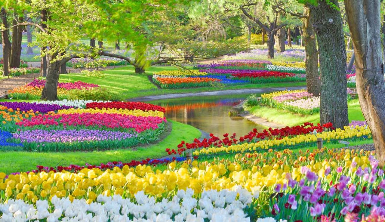 Spring Flowers in Japan: When & Where to Go (Top Tips)